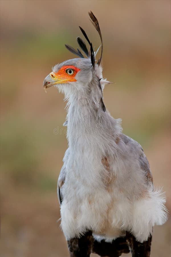 Secretary bird looking stock photo. Image of looking - 18925256