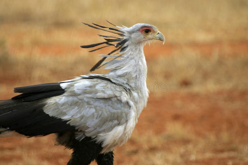 Secretary Bird stock image. Image of secretary, tail - 11970223