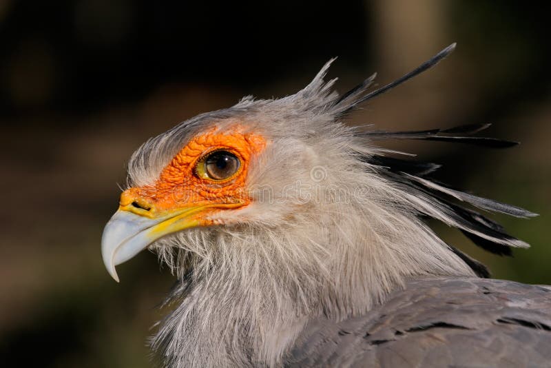 Secretary bird portrait stock photo. Image of plumage - 19909842