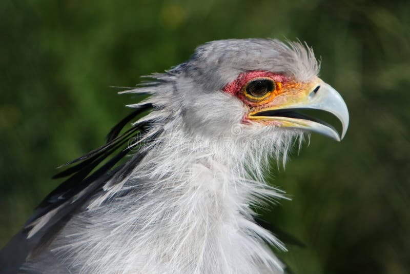 The Secretary Bird Seeks Food Stock Image - Image of horizontal ...