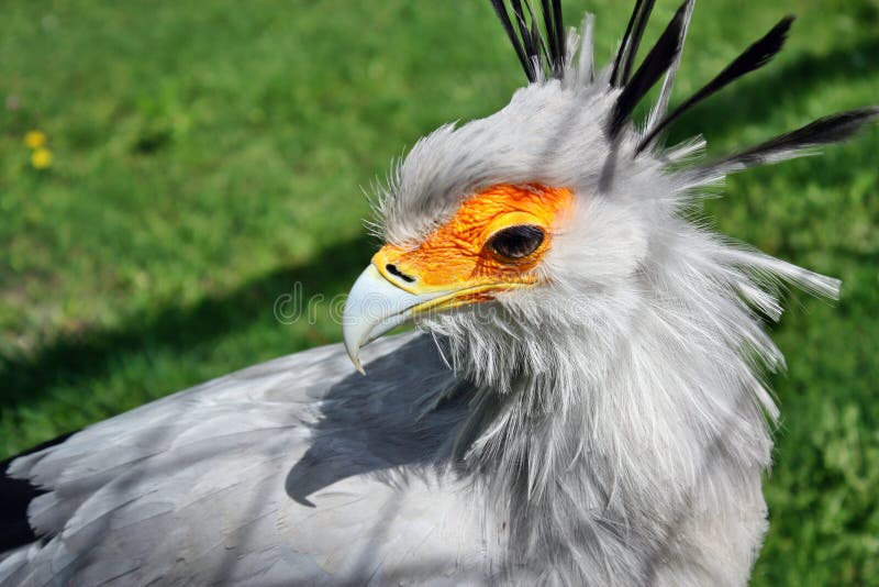 Secretary bird stock image. Image of detail, african - 31524917