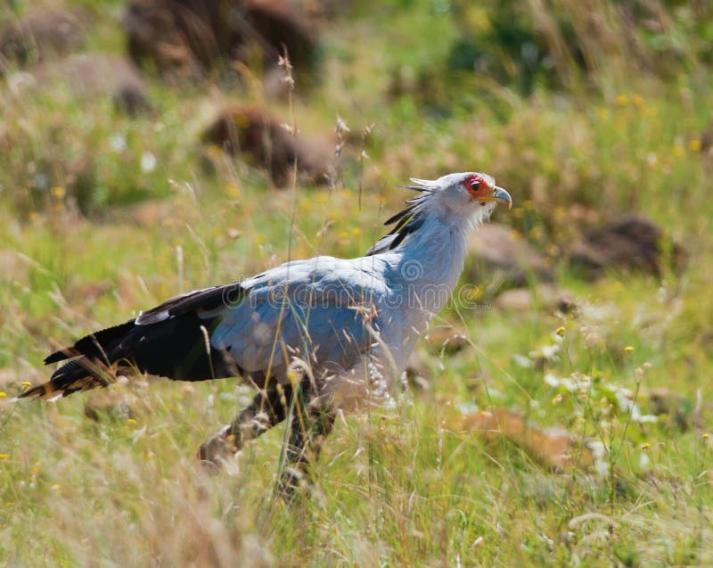 Secretary bird frontal stock photo. Image of avian, species - 30714760