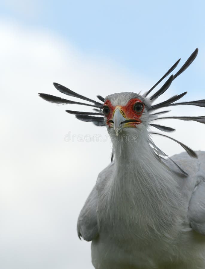 Secretary Bird stock image. Image of beak, feathers, white - 74419917