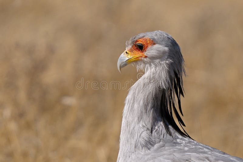 Portrait of Secretary Bird Sagittarius Serpentarius on Ground Hunting ...