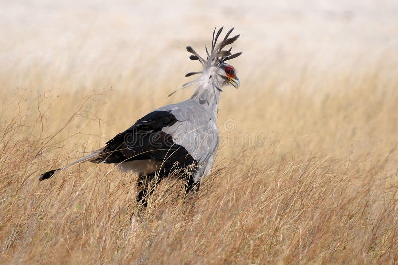 Secretary Bird, Etosha National Park Stock Image - Image of park, bill ...