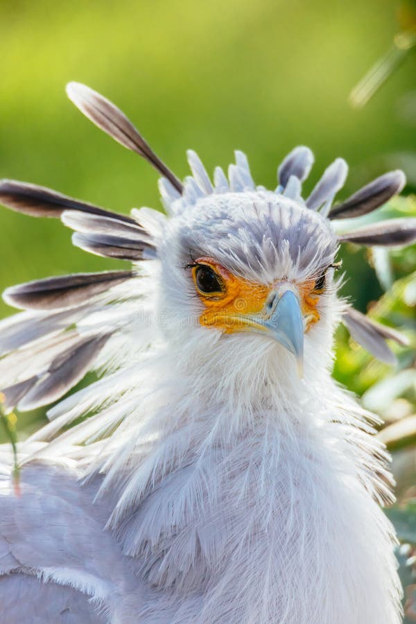 Secretary Bird Facing Camera Stock Image - Image of background, facing ...