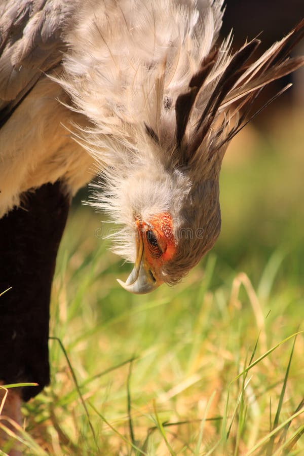 Secretary Bird with Scary Face Stock Photo - Image of wildlife, africa ...
