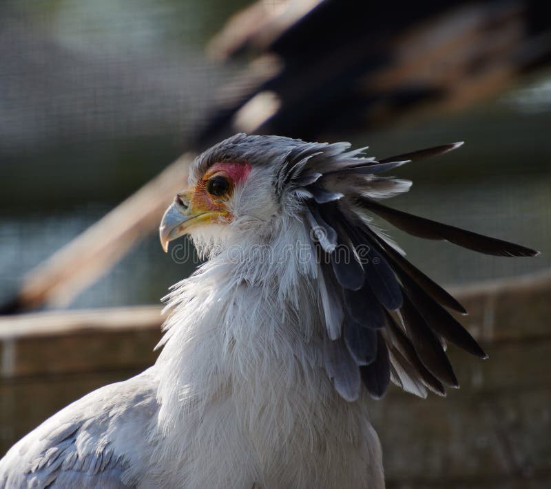 Secretary Bird Looking Left Stock Photo - Image of africa, beauty: 54059270