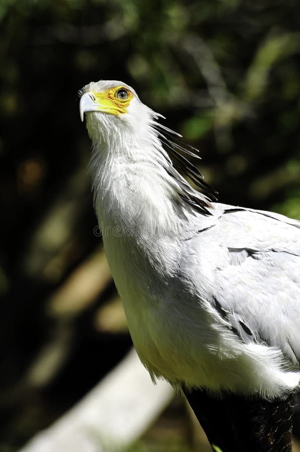 Secretary Bird stock image. Image of bird, feathers, unusual - 35068551