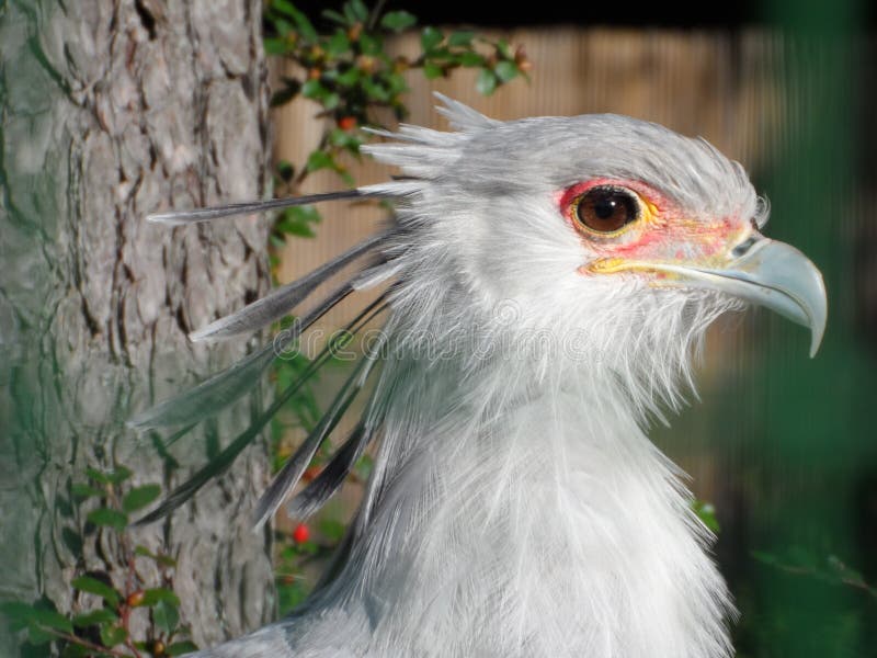 Secretary bird. stock photo. Image of white, serpentarius - 49654482