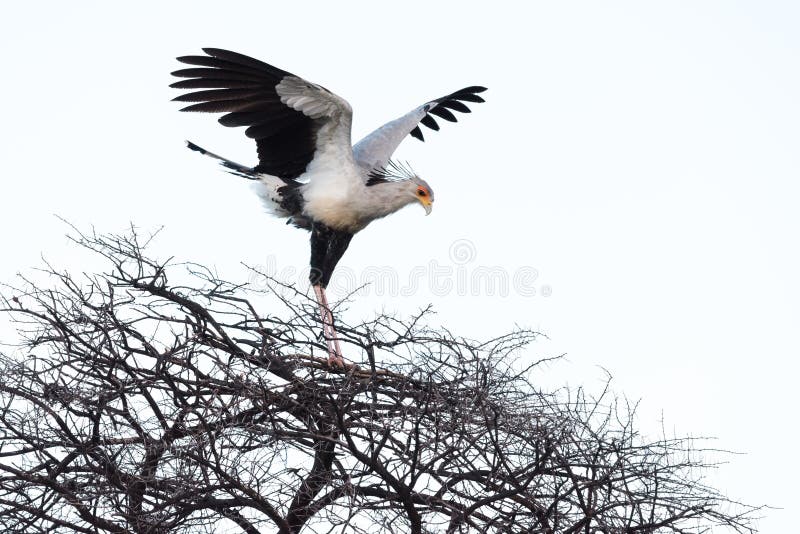 Secretary Bird stock photo. Image of powerful, colorful - 88855004