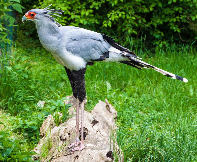 Secretary bird stock photo. Image of legs, view, wildlife - 41559448