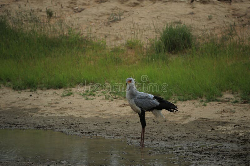 Secretary Bird in Savannah in Namibia Stock Image - Image of wildlife ...