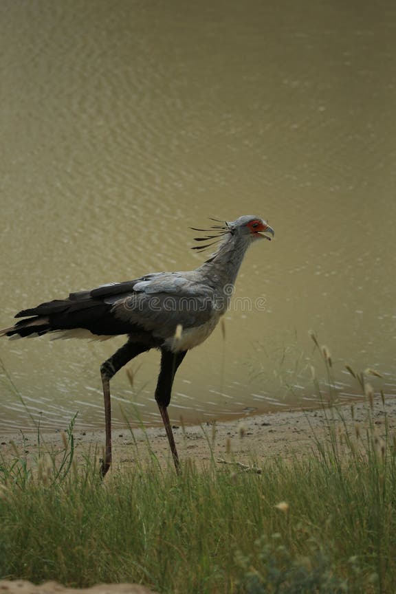 Secretary Bird in Savannah in Namibia Stock Photo - Image of bird ...