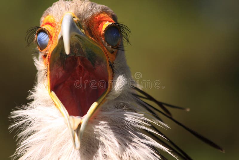 Secretary Bird with Scary Face Stock Photo - Image of wildlife, africa ...