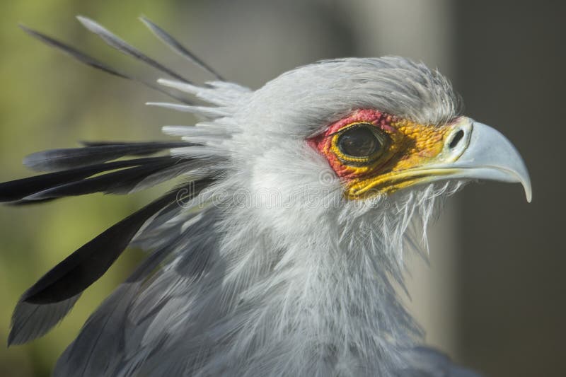 Angry bird.ostrich face stock photo. Image of wild, mouth - 27155494
