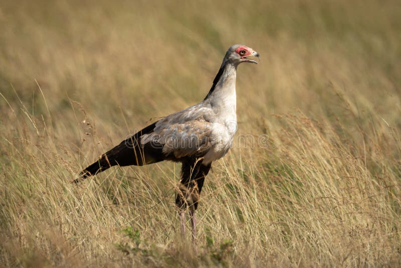 Secretary Bird Stands in Grass Facing Right Stock Image - Image of ...