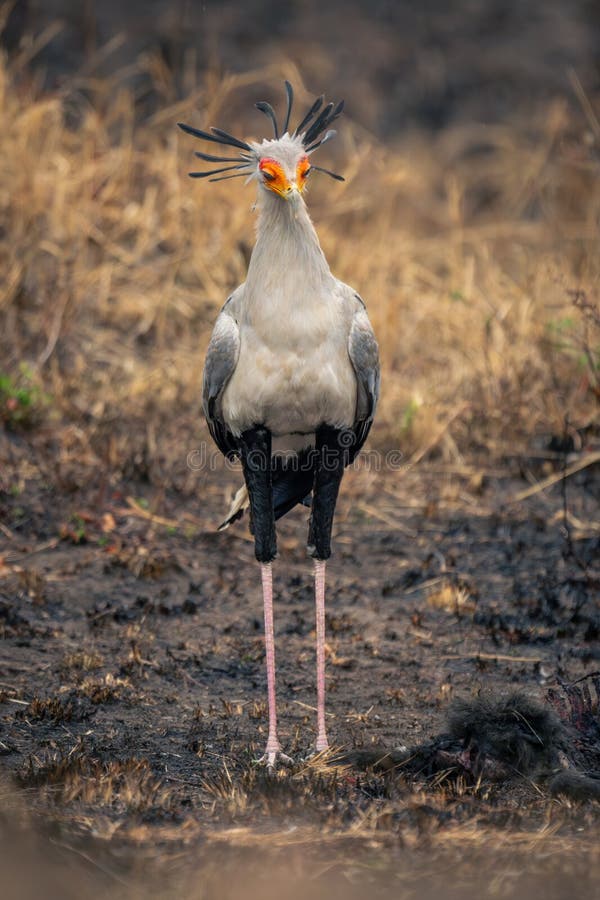 Secretary Bird Stands on Mud Looking Down Stock Photo - Image of plain ...