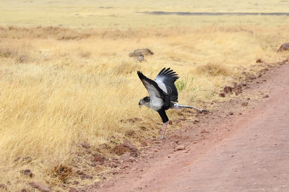 Secretary Bird stock photo. Image of africa, quick, prey - 34421650