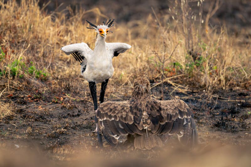 Secretary Bird and Tawny Eagle Spread Wings Stock Photo - Image of ...