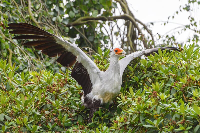 Secretary Bird on a Tree, between Branches Stock Photo - Image of ...