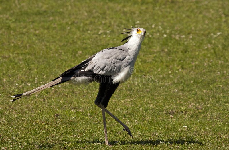 Secretary bird stock image. Image of green, animal, safari - 31936075
