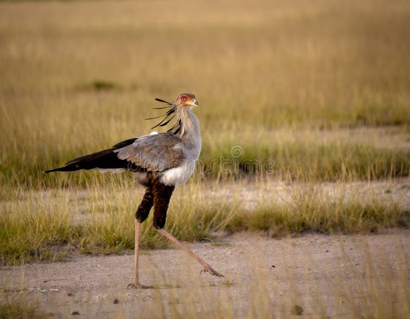 Secretary Bird Walking on Gravel Stock Photo - Image of gravel, african ...