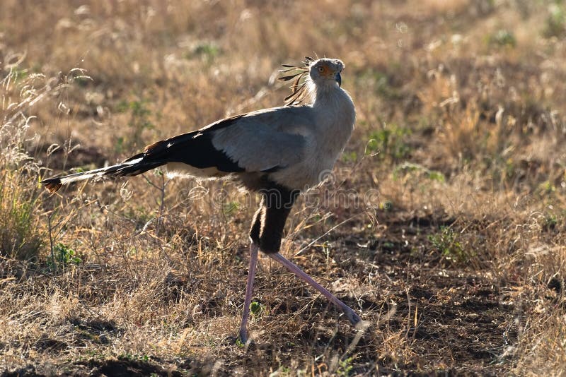 Secretarybird stock photo. Image of nature, outdoors, reserves - 9178484