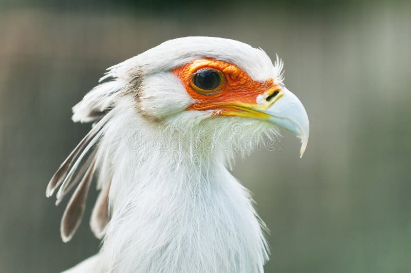 Secretarybird closeup stock photo. Image of nature, fauna - 11270274
