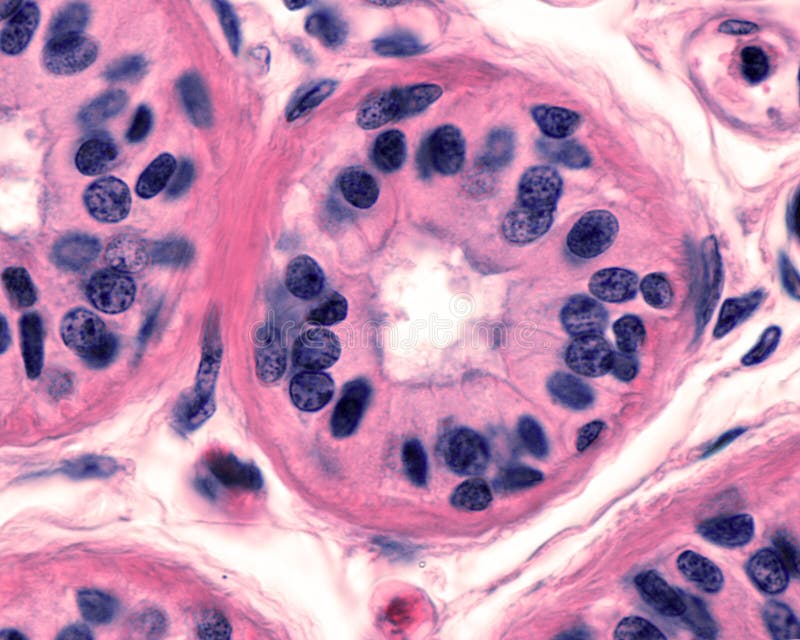 Eccrine Sweat Gland. Secretory Tubule Stock Photo - Image of histology ...