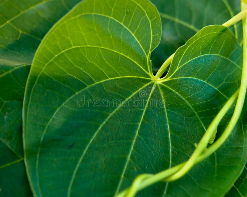 Close-up of Large Green Ivy Leaf and Ivy Vines Stock Image - Image of ...