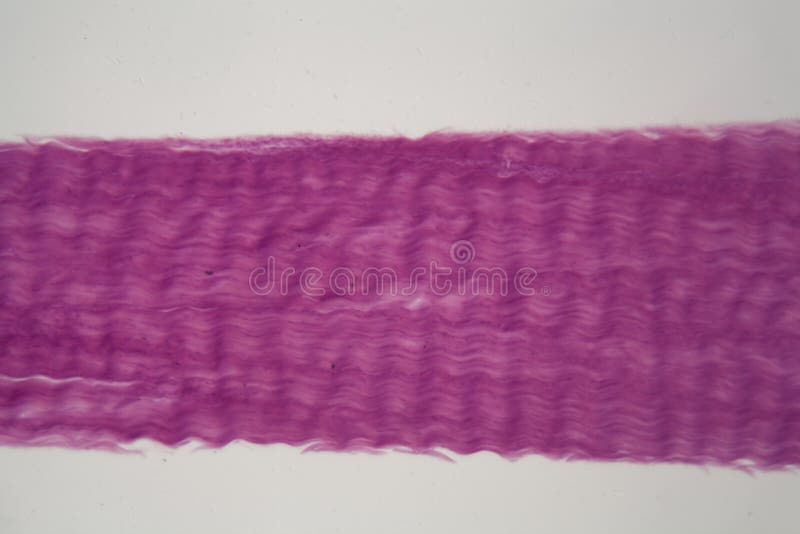 Losmazig bindweefsel stock foto. Image of microscoop - 117240176