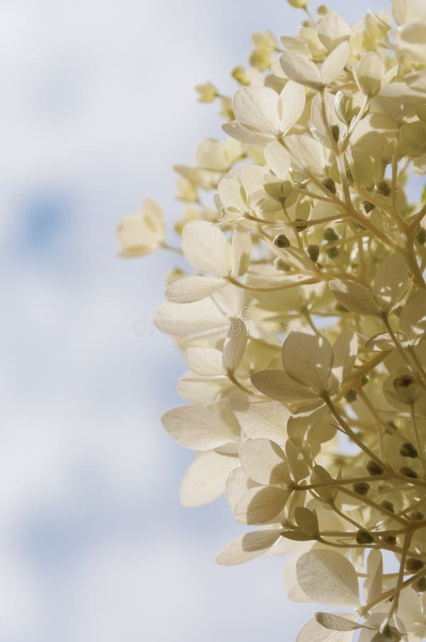 Sectio of Hydrangea Paniculata Phantom Flowers Stock Image - Image of ...