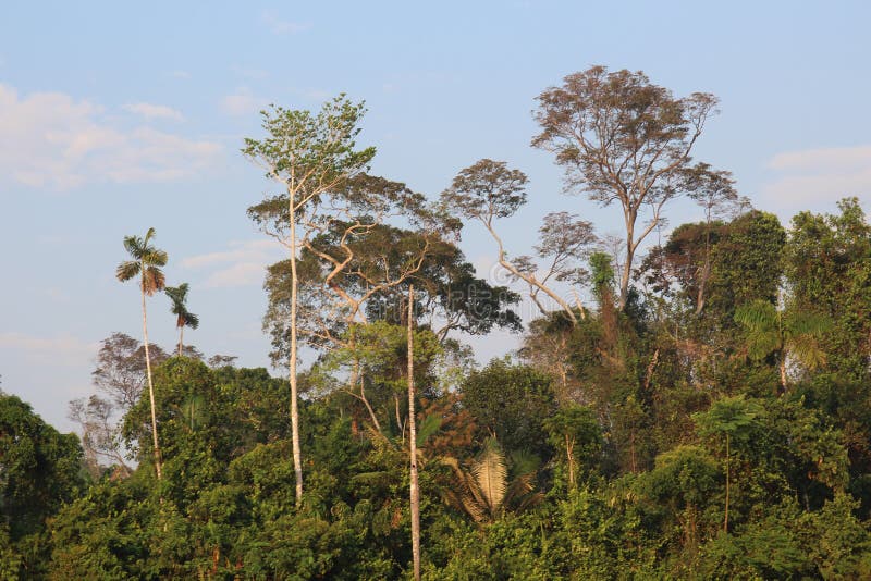 Layers Shrub Under Bark Stock Photos - Free & Royalty-Free Stock Photos ...
