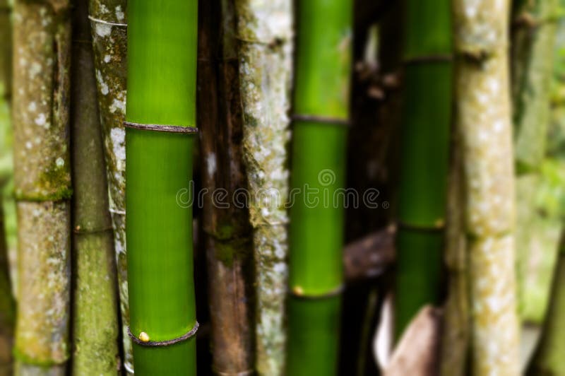 Section of Bamboo Trees Grouped Together Background Stock Image - Image ...