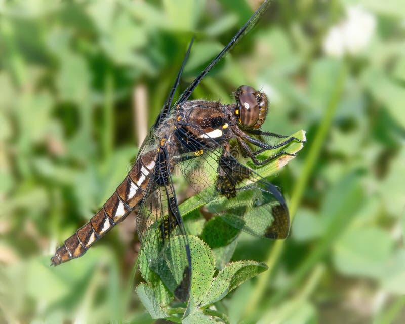 Common Whitetail Dragonfly in the Southeast Massachusetts Bioreserve ...