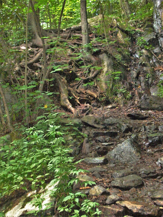 Trail of Roots stock image. Image of rain, state, hike - 93134509