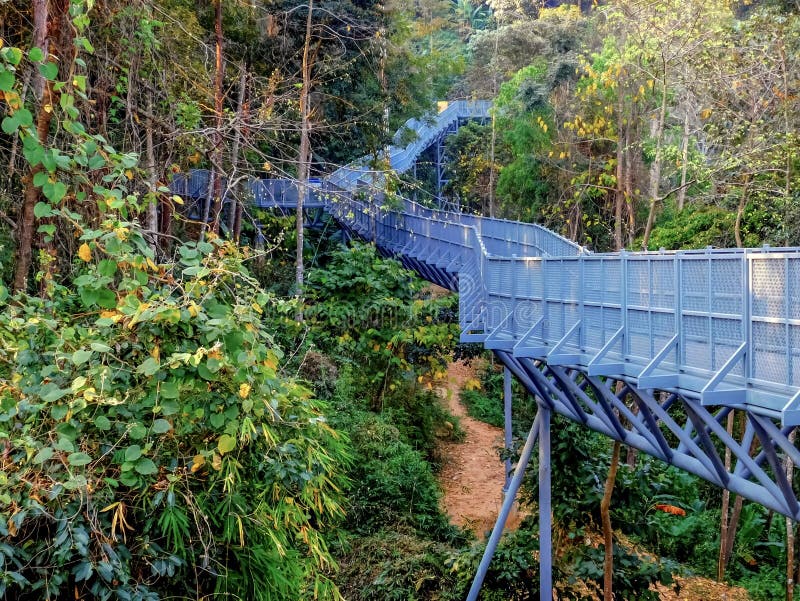 Section of a Canopy Walkway Stock Image - Image of terrain, woodland ...