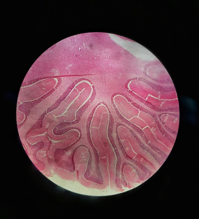 Lip Physiology Stock Photos - Free & Royalty-Free Stock Photos from ...