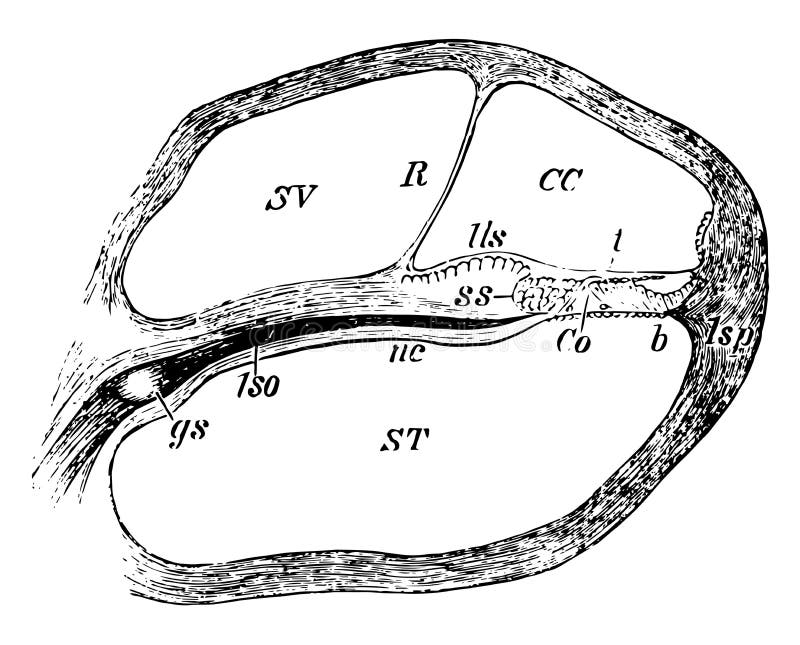 Cochlea Vintage Stock Illustrations – 158 Cochlea Vintage Stock ...