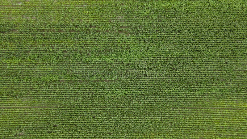 A section of a cornfield stock image. Image of food - 287319389