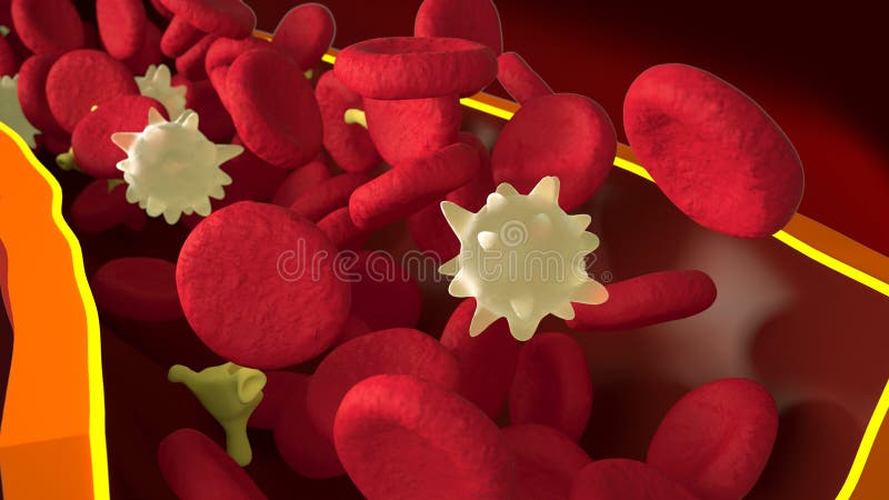 Section D'un Rouge Et D'un Globule Blanc Humains Illustration Stock ...
