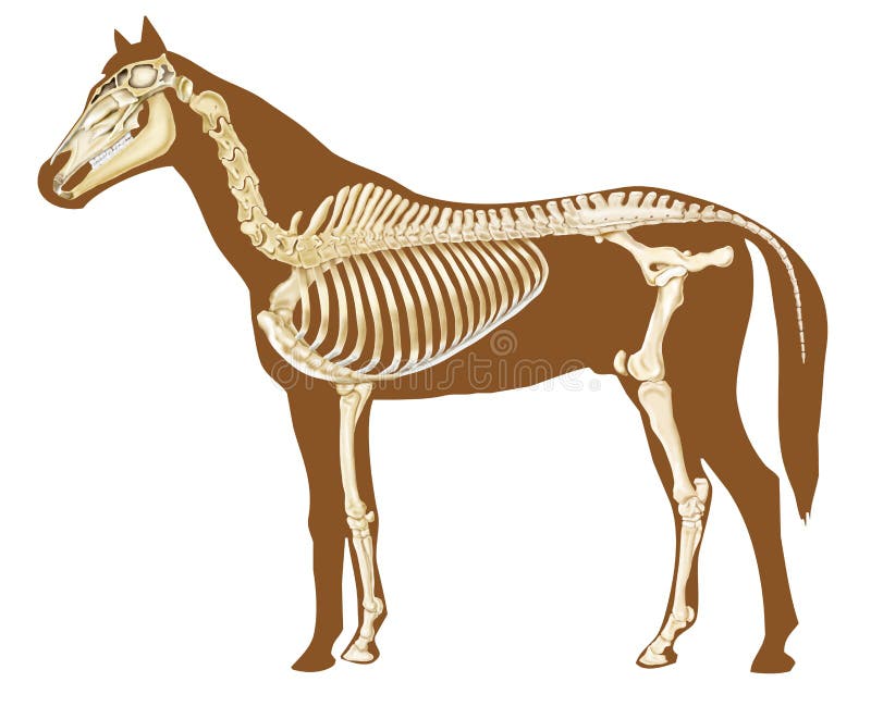 Squelette De Cheval - Anatomie D'Equus De Cheval - D'isolement Sur Le ...