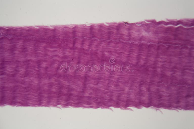 Dense Connective Tissue Microscope Stock Photos - Free & Royalty-Free ...