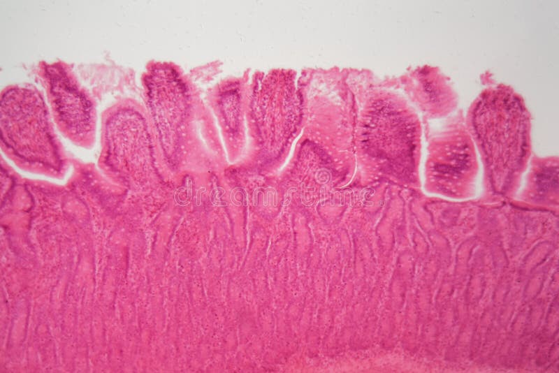 Section of a Dog Ciliated Columnar Epithelium Stock Image - Image of ...