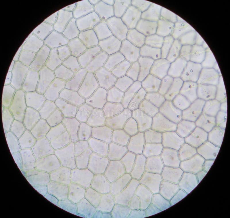 The Epidermal Cells of Cabbage Stock Photo - Image of green, autoplast ...