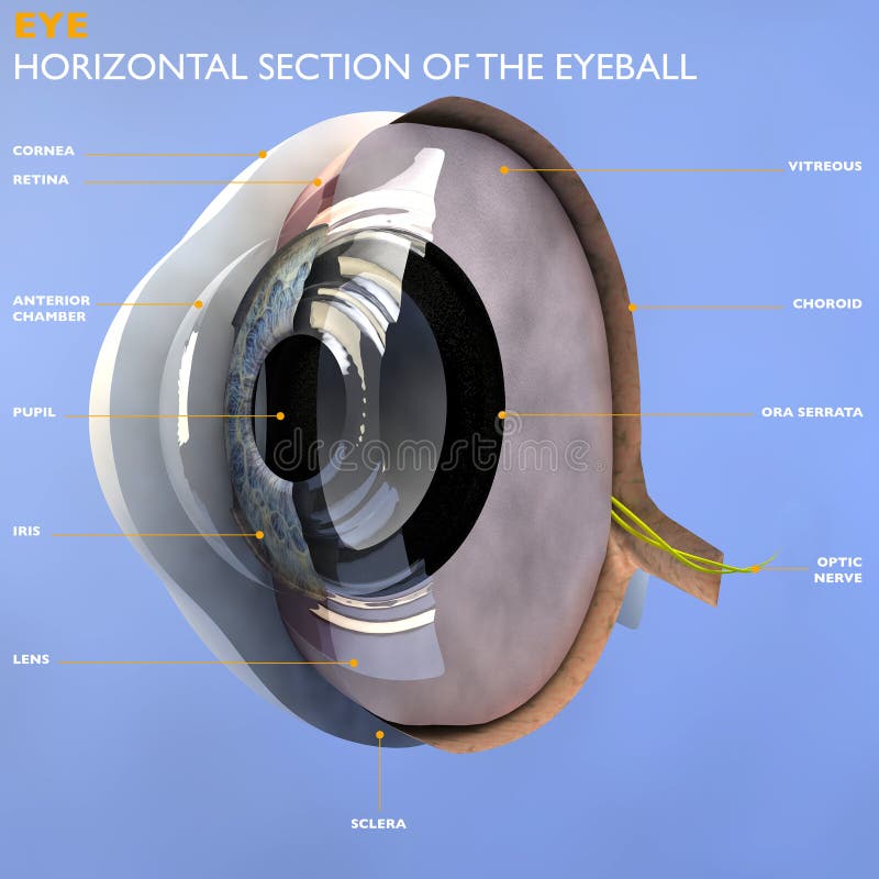 Section of an eye stock illustration. Illustration of myopia - 42424669