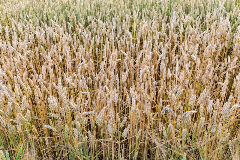 Section of Field of Partly Green Ripening Wheat Stock Image - Image of ...