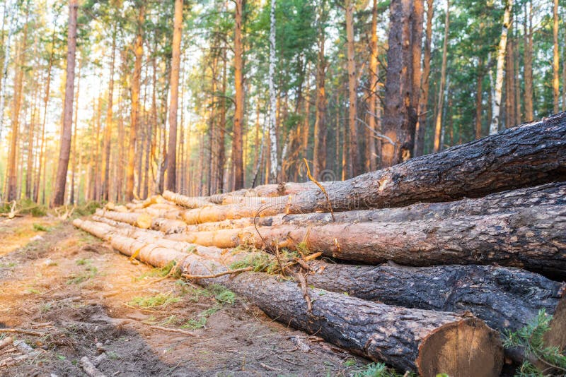 Section of the Forest with Cut Down Trees, Tree Branches in the Light ...