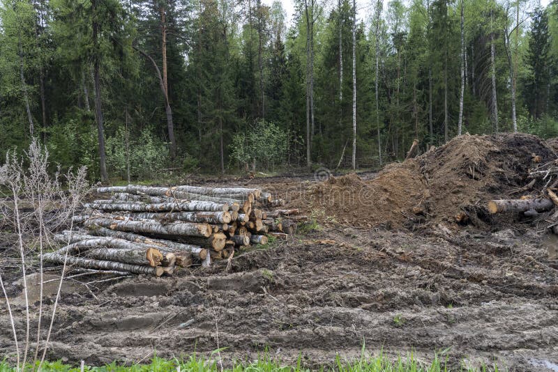 A Section of Forest after Deforestation, Deforestation for Construction ...